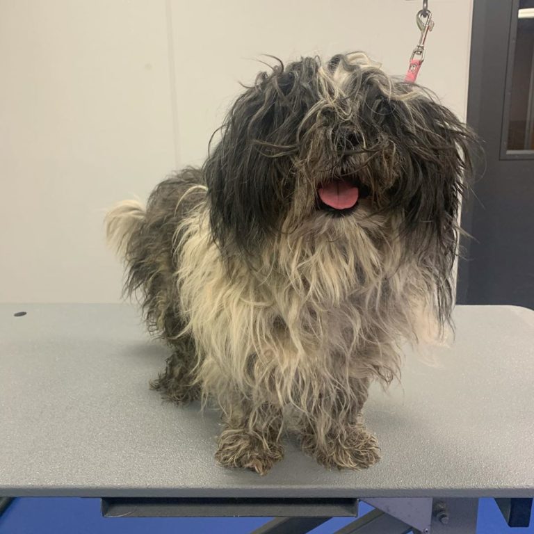 My Dog Is Pelted? What's That? - Canine to Five