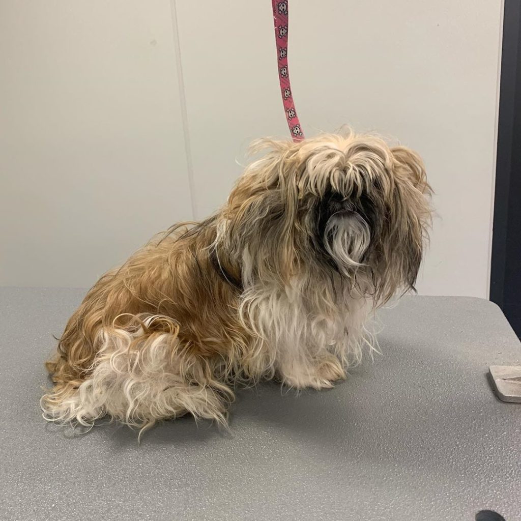 My Dog Is Pelted? What's That? - Canine To Five