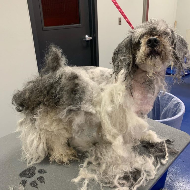 My Dog Is Pelted? What's That? - Canine To Five