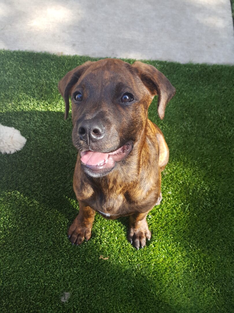 detroit-dog-of-the-day-oliver-canine-to-five