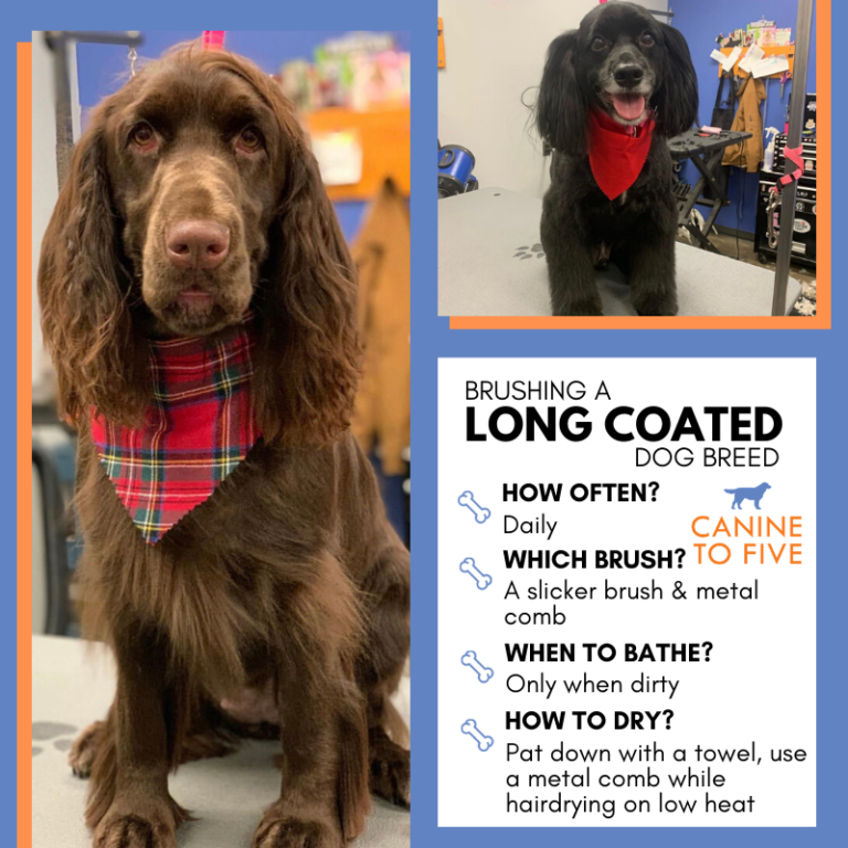 The At-Home Guide to Brushing Your Dog - Canine To Five