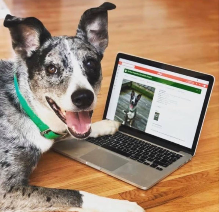 Using Canine to Five's Customer Portal - Canine To Five