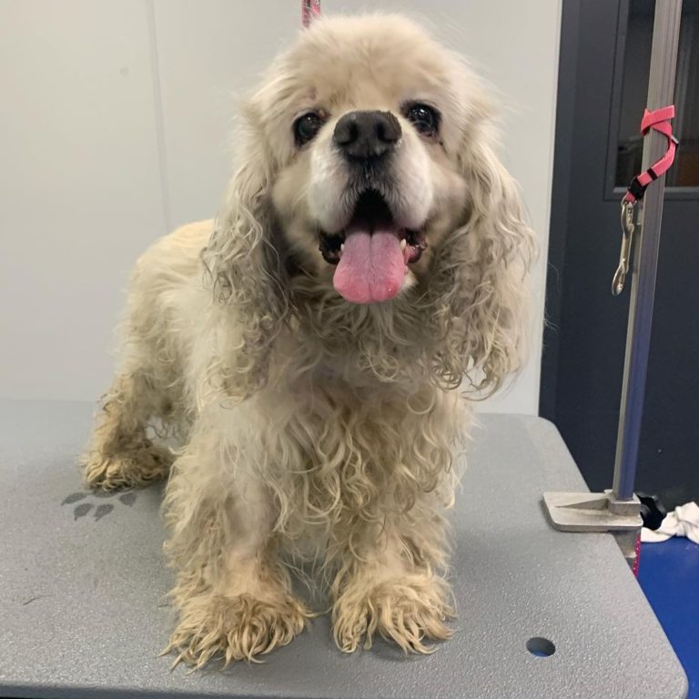 The Top 10 Most Common Dog Grooming Injuries and How to Avoid Them ...