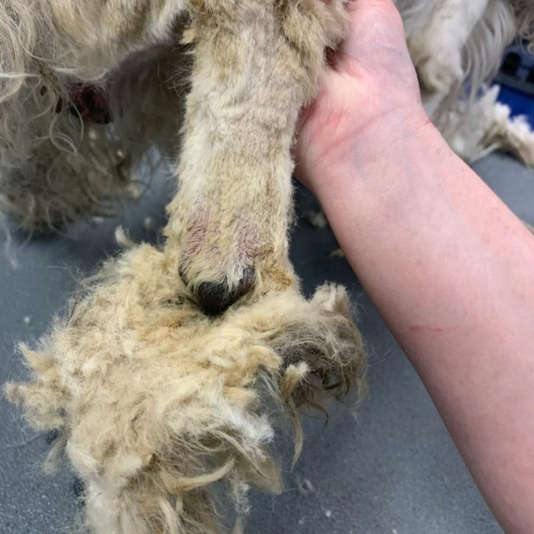 The Top 10 Most Common Dog Grooming Injuries and How to Avoid Them ...