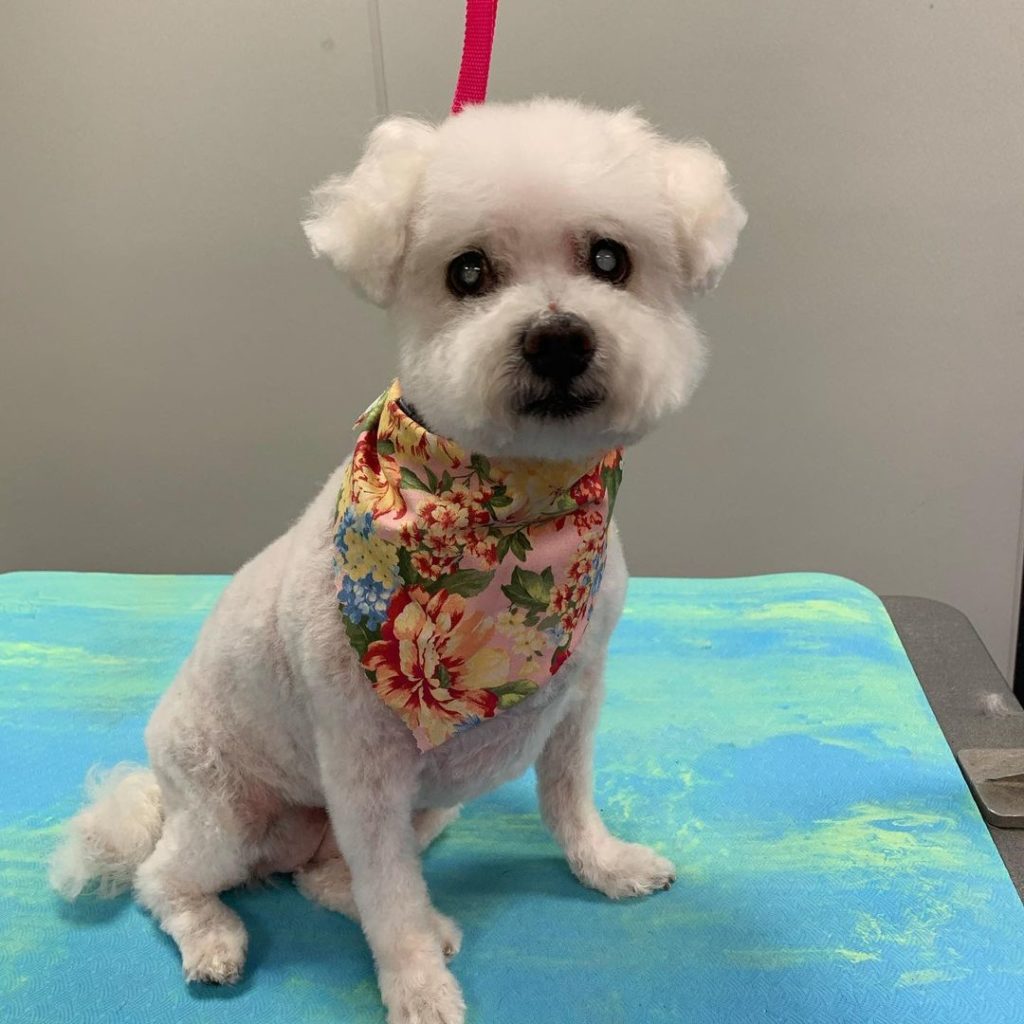 The Top 10 Most Common Dog Grooming Injuries and How to Avoid Them ...