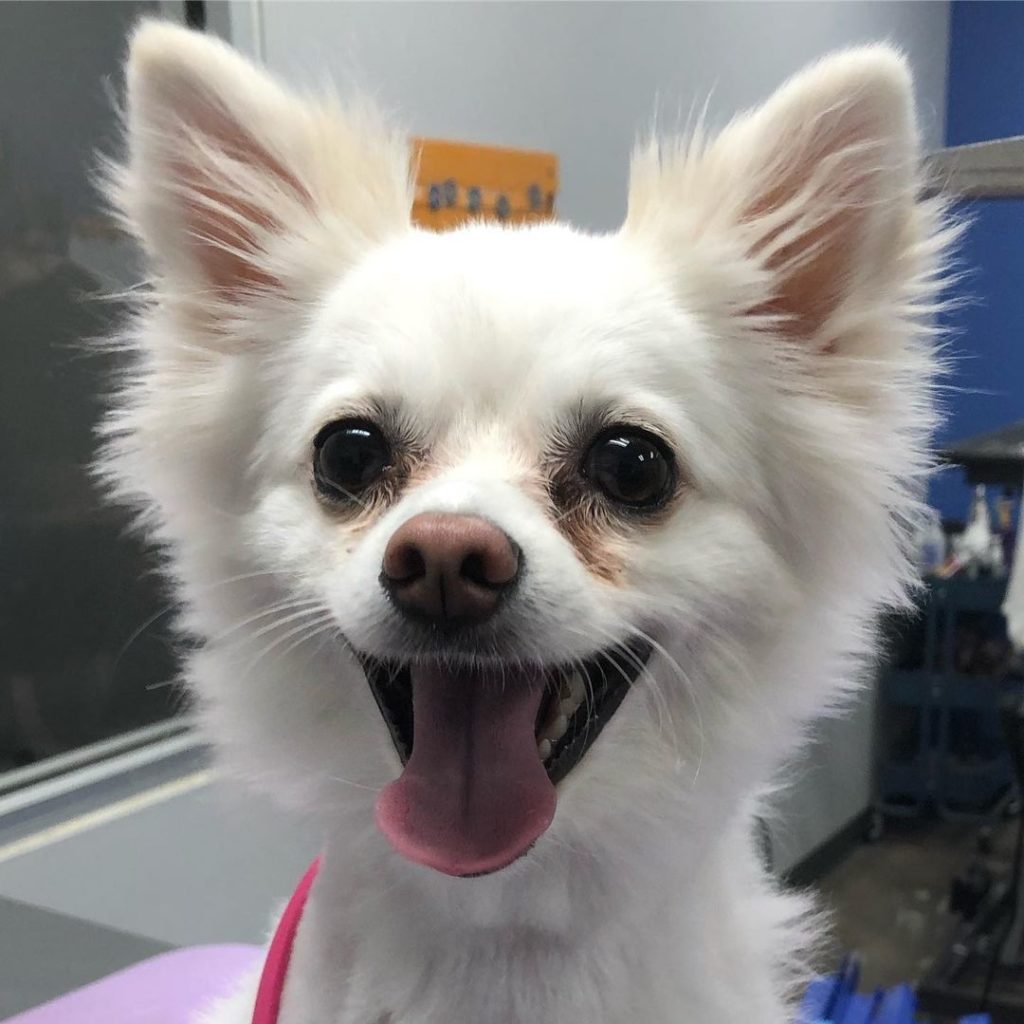 The Top 10 Most Common Dog Grooming Injuries and How to Avoid Them ...