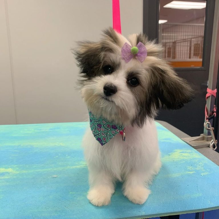 The Top 10 Most Common Dog Grooming Injuries and How to Avoid Them ...