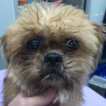 The Top 10 Most Common Dog Grooming Injuries and How to Avoid Them ...