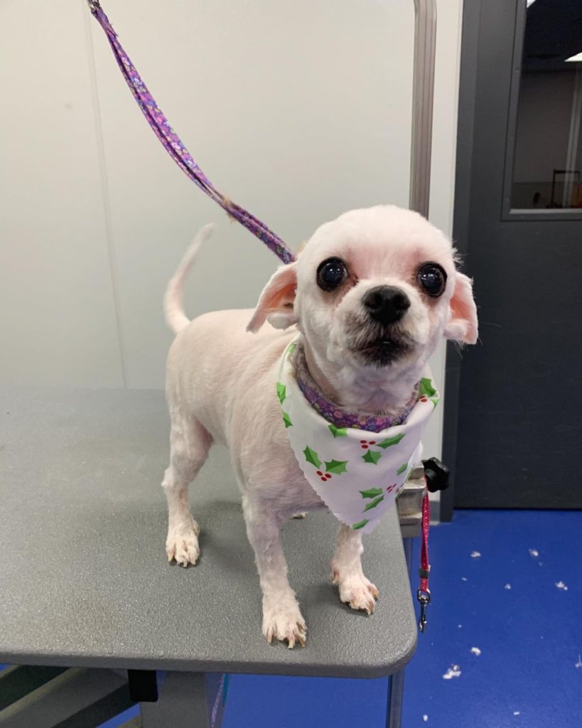 The Top 10 Most Common Dog Grooming Injuries and How to Avoid Them ...