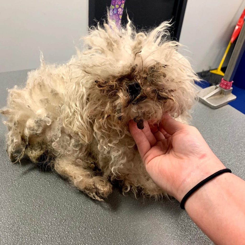 The Top 10 Most Common Dog Grooming Injuries and How to Avoid Them ...