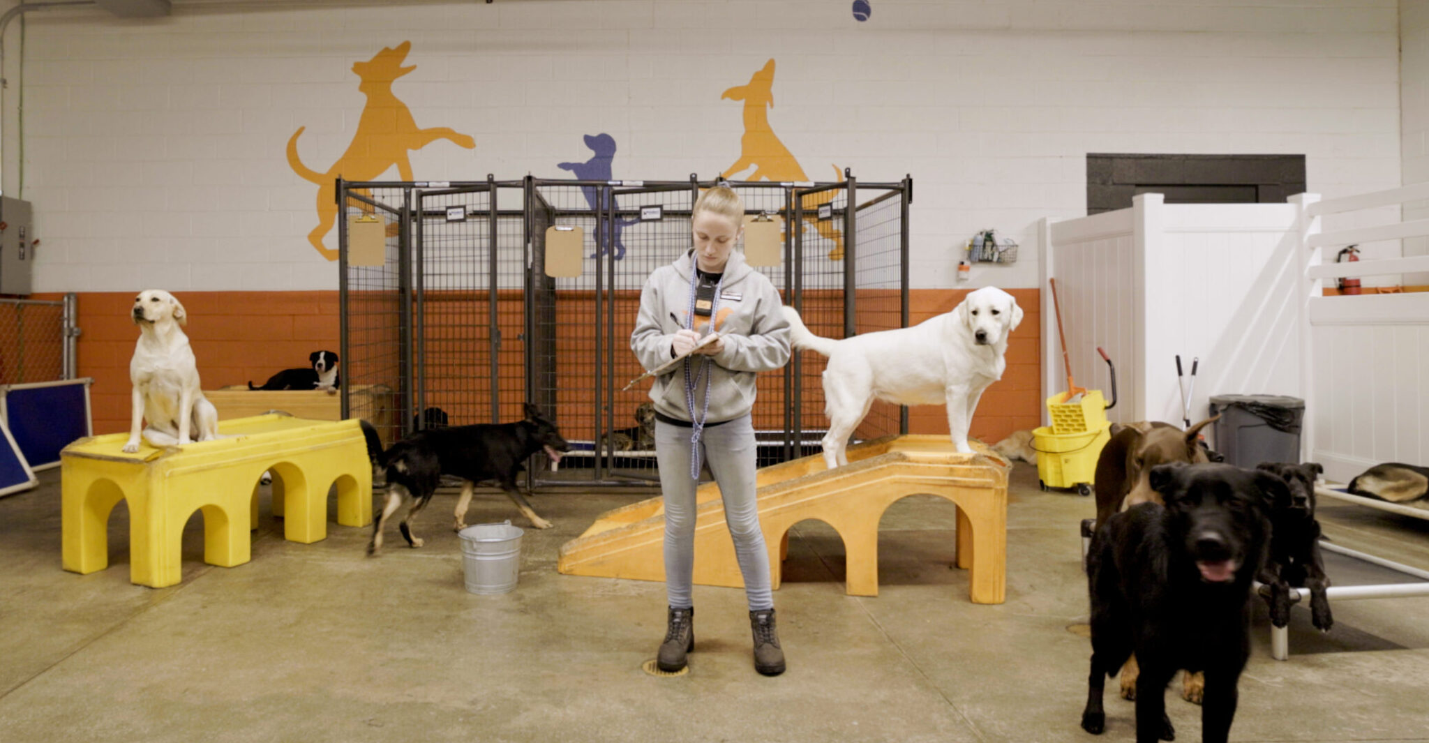 What to Expect From a Doggy Daycare Evaluation - Canine To Five