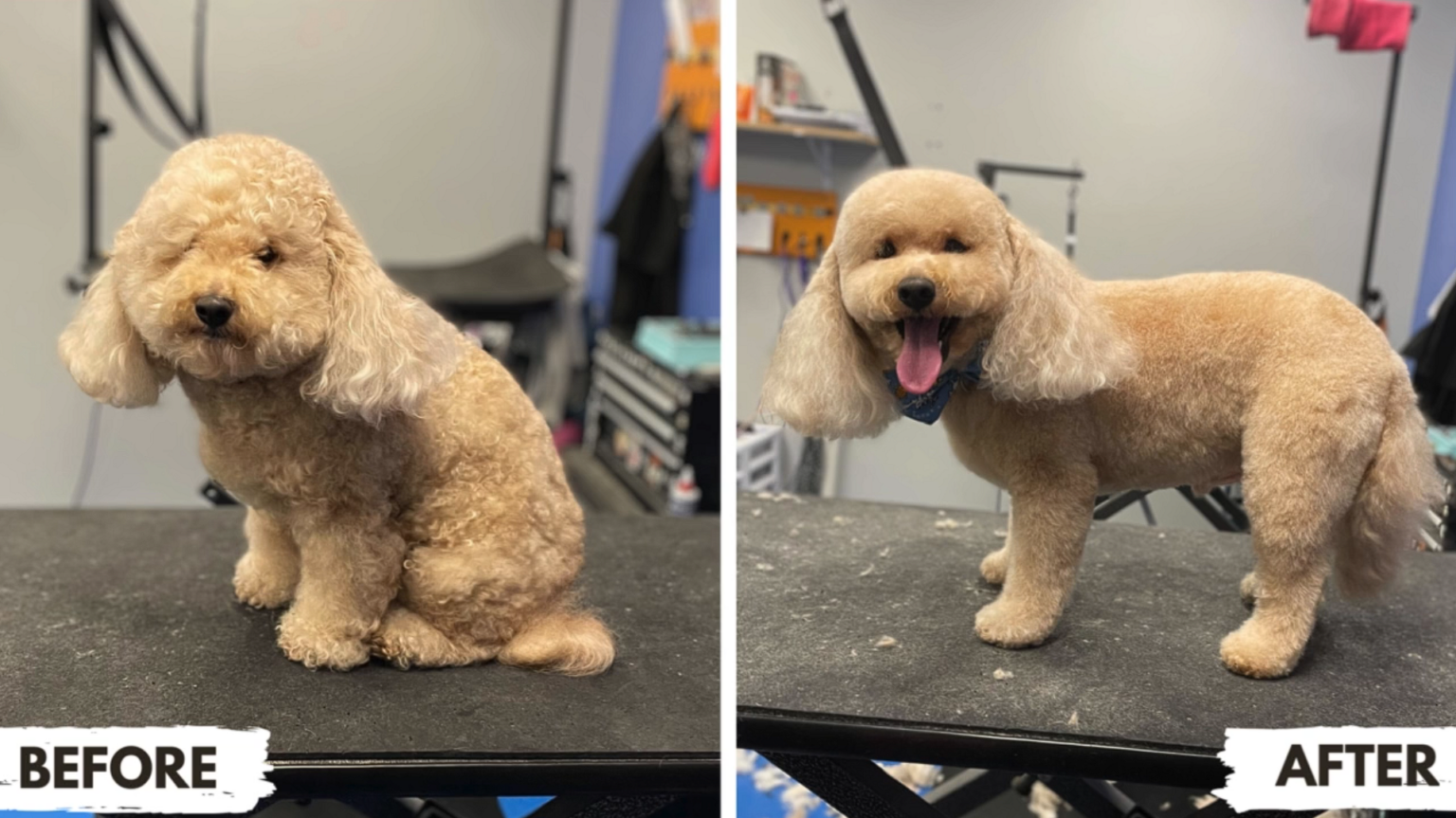 Dog Grooming - Canine To Five in Metro Detroit